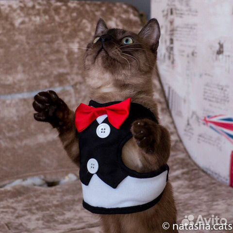 Открыт для продажи кот манчкин кинкалоу