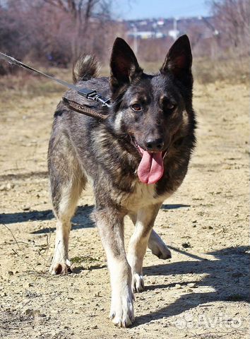 Собака Девочка Джульетта