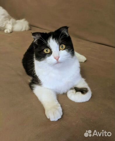 Кошечка Синди