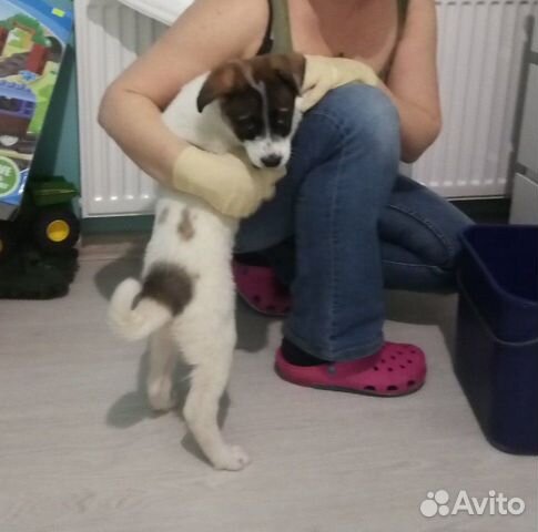 Ласковый щенок в добрые руки