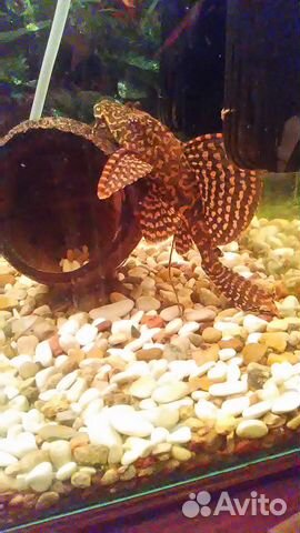 Продам парчового птеригоплихта