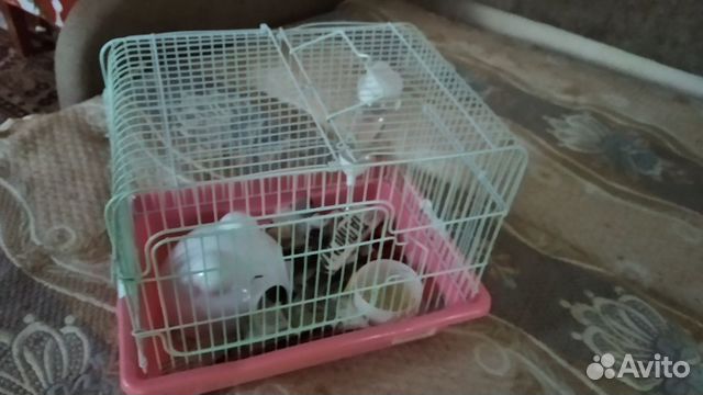 Джунгарский хомяк с Клеткой