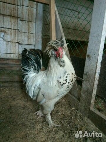 Цыплята павловское серебро