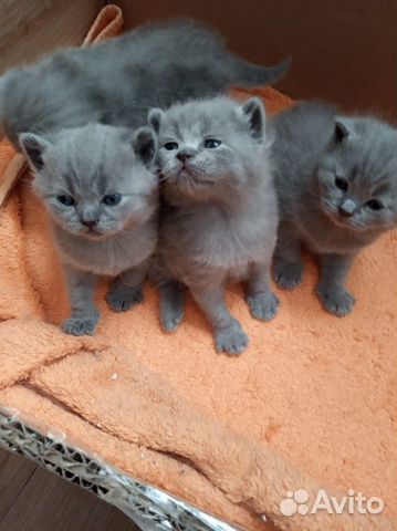 Шотландцкие вислоухие котята