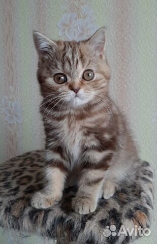 Чистокровная британская кошечка