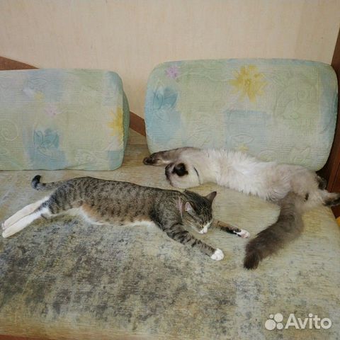 Котята