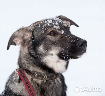 Лиза- позитивная и умная собака (см. фото 2)