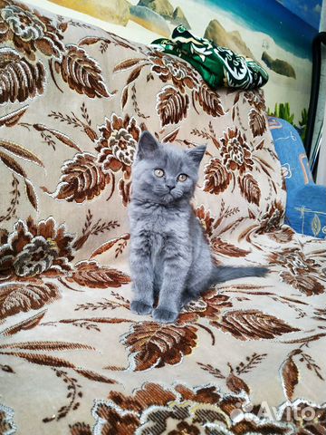 Британская девочка