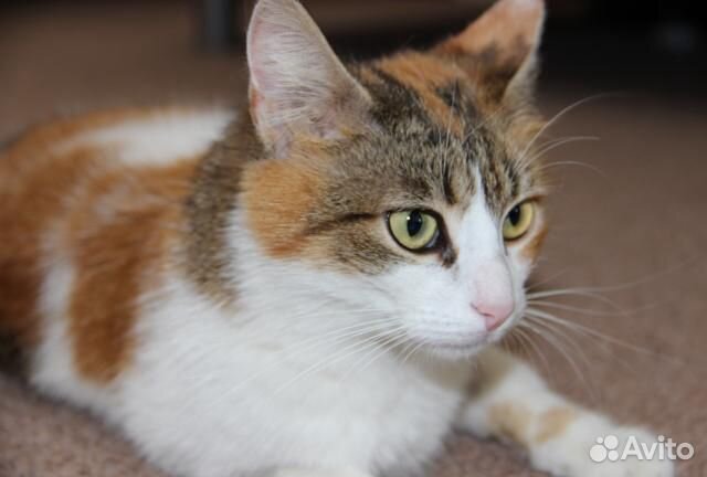 Кася волшебная кошечка в дар, 6 мес