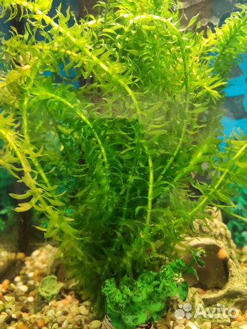 Растение для аквариума Элодея канадская