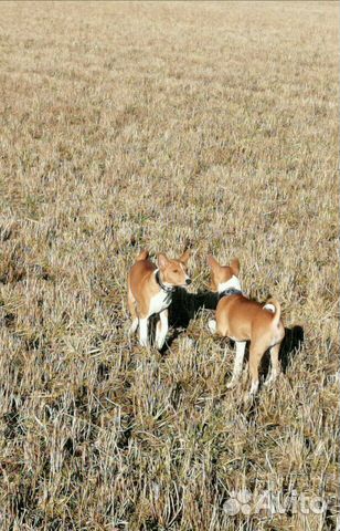 Щенки басенджи