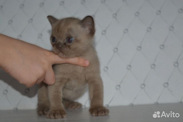 Соболиная девочка американской бурмы