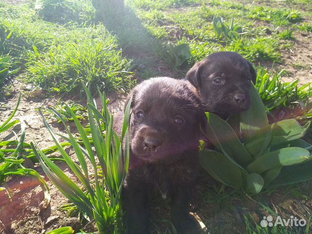 Чёрные щенки Лабрадора