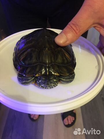 Отдам черепах