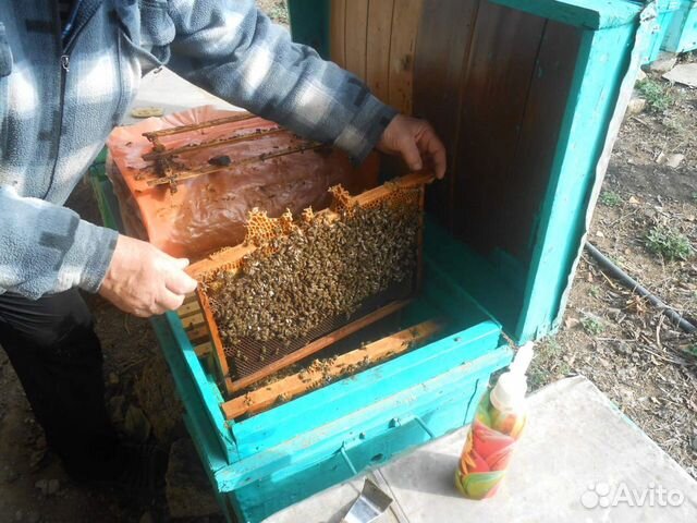 Пчелопакеты