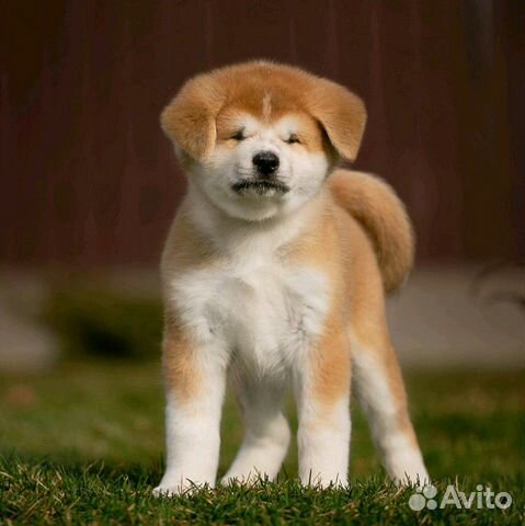 Акита детки от Гранд Чемпионов