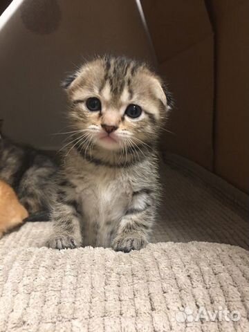 Шотландская