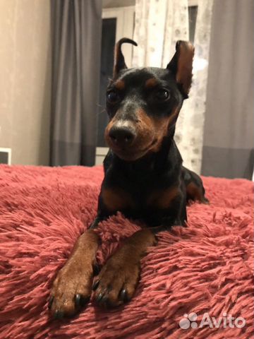 Цвергпинчер девочка