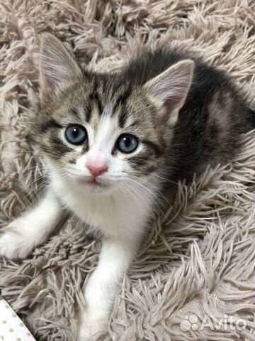 Котенок