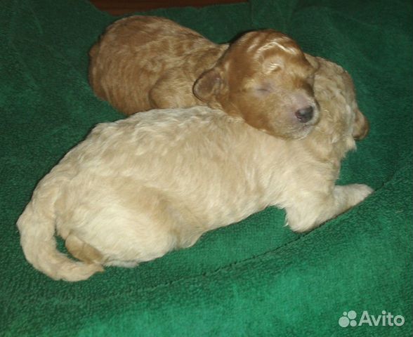 Щенки мини пуделя, мальчик и девочка