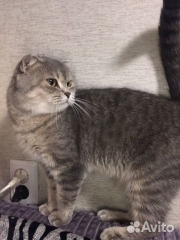 Шотландская