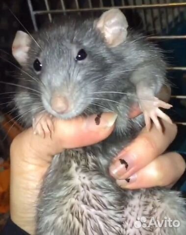 Крыса Дамбо