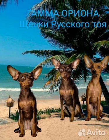 Подрощенные щенки Русского тоя