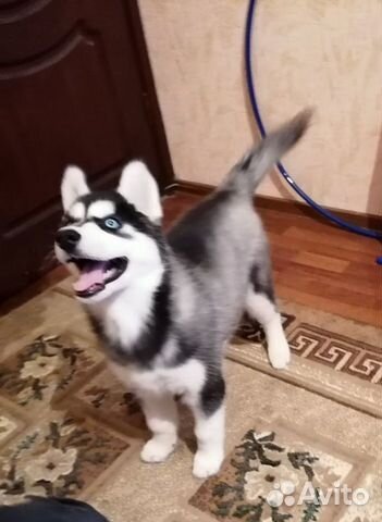 Сибирский хаски