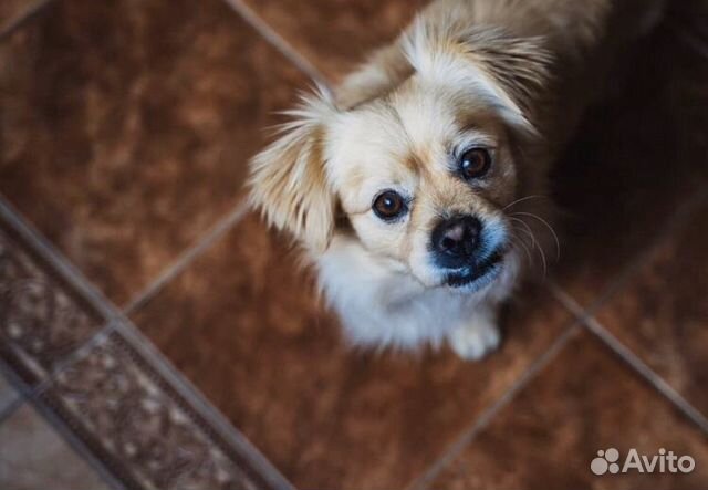 Собачка Флай