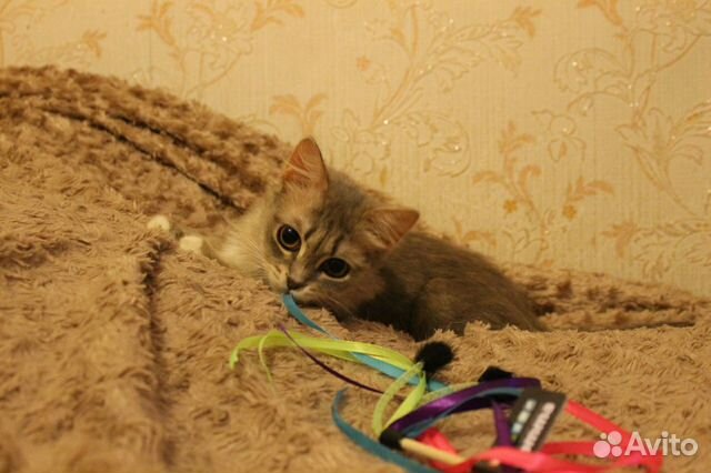 Кошка