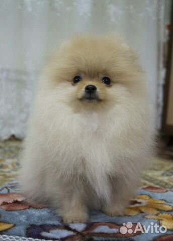 Девочка померанка