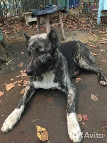 Собака Метис Аоабая