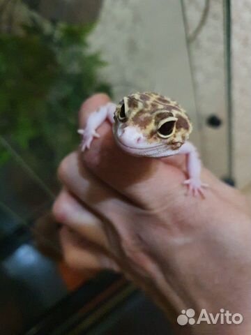 Террариум с эублефаром