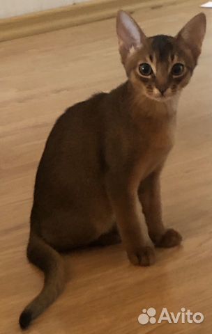 Абиссинский котёнок