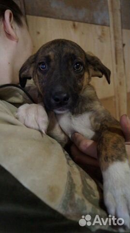 Самые милые щеночки