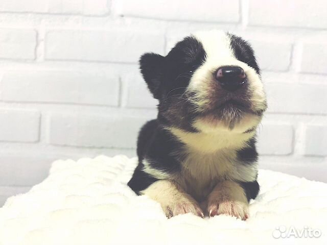 Щенки Акита-Ину/Хаски