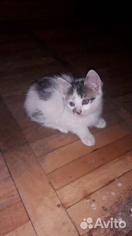Котенок в добрые руки
