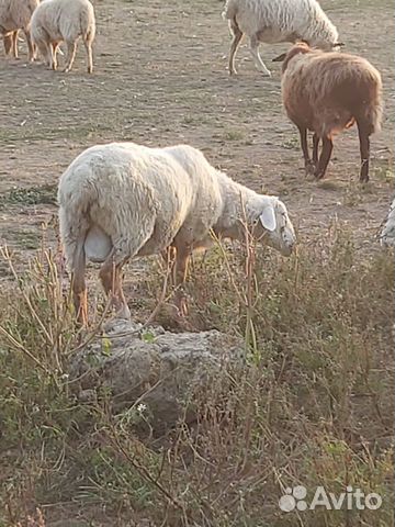 Молодые баранчики