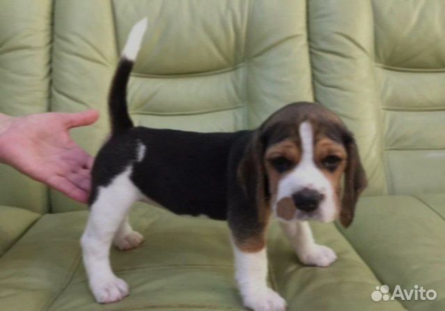 Щенки Бигль