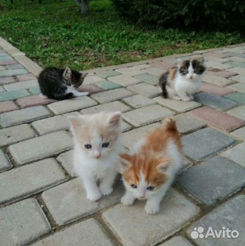 Котята, приносящие счастье, в дар