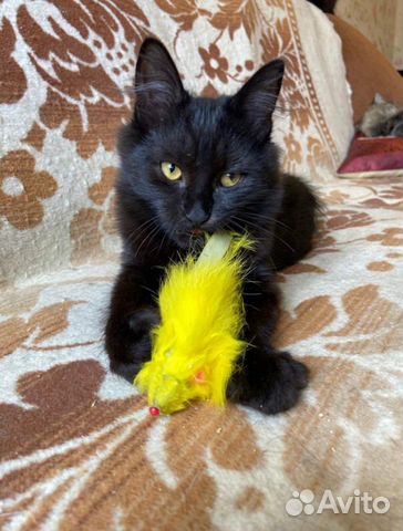 Гарик ищет дом