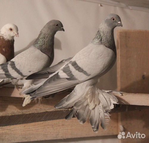 Голуби касаны, узбеки, метисы