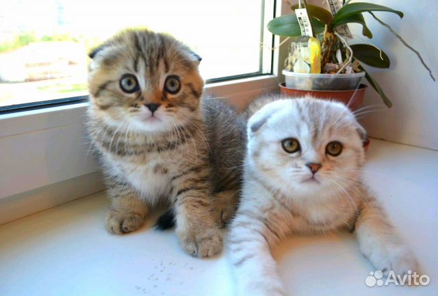 Подарите Любимым - Супер Котята Шотландцы