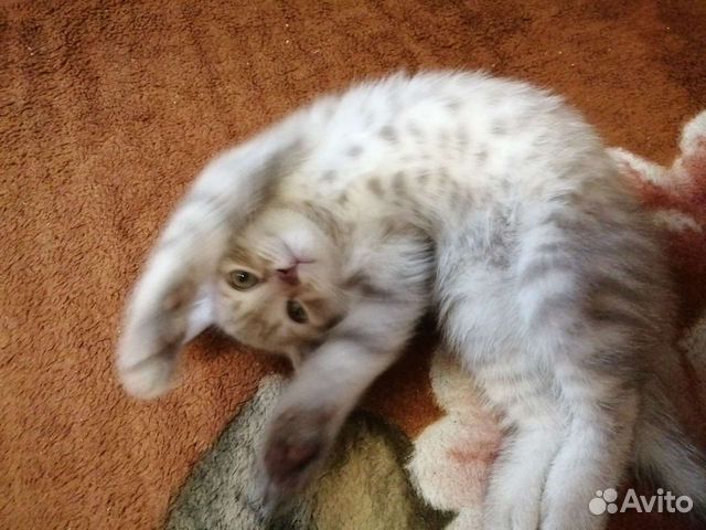 Котик британец