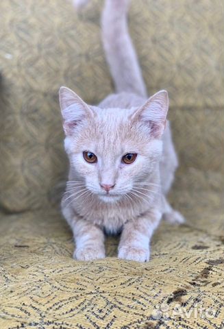 Котёнок Персик в добрые руки
