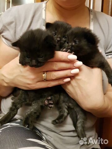 Котята домашней кошки в заботливые руки