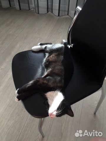 Кот бесплатно