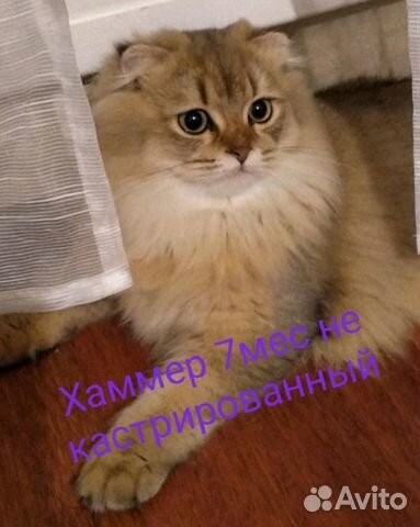 Котятки милашки шотландские золотые