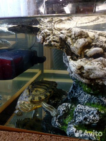 Черепаха с аквариумом