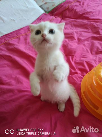 Котик шотландский